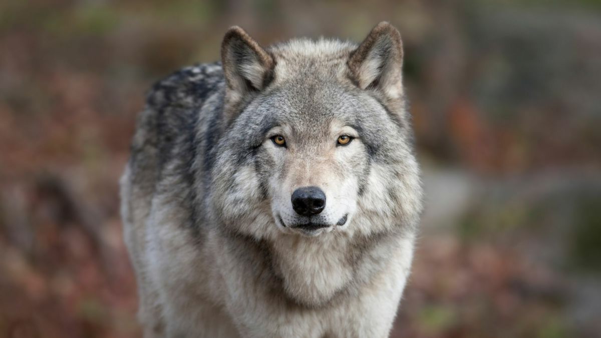 The Timeline of Grey Wolves: Ancestors and Evolution - Owlcation