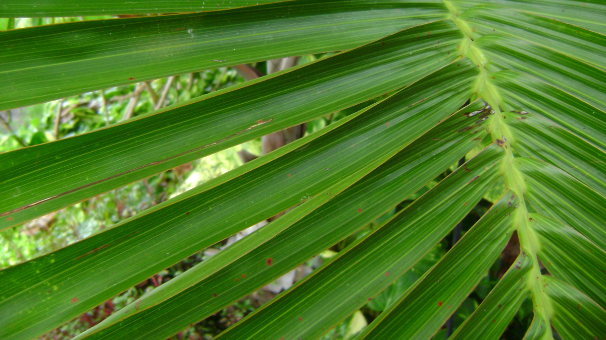 Which Plant Has the Biggest Leaf in the World? - Owlcation