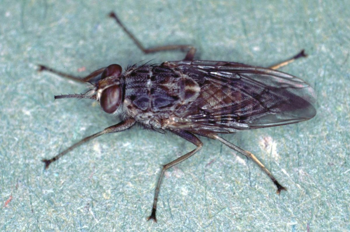 5 Badass Bugs: Scariest Insects on Earth - Owlcation