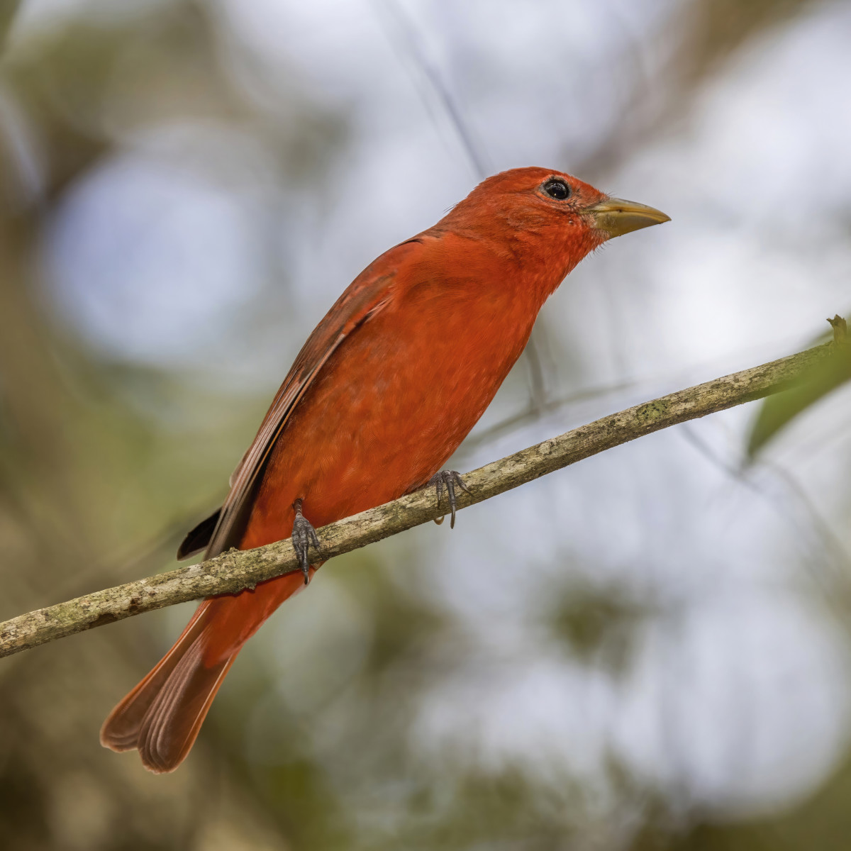 Northern Cardinal: North Carolina's State Bird (ID Guide) - Owlcation