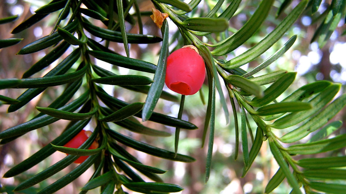 Top 10 Rare Plants in India With Photos - Owlcation