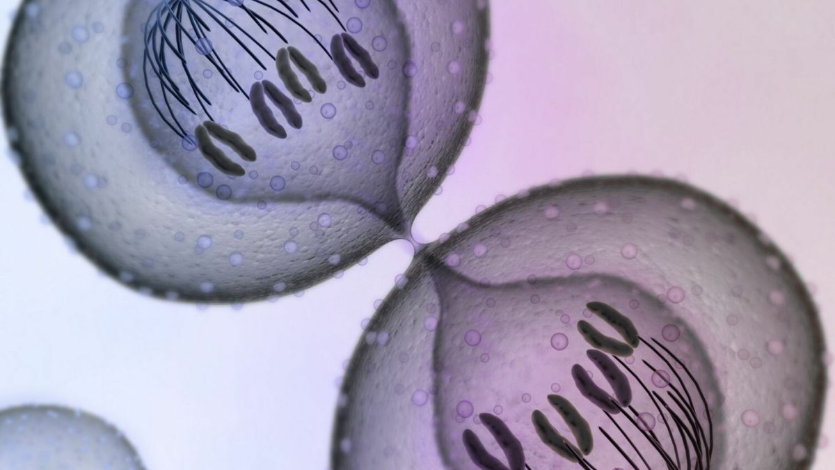 Cell Cycle Stages: Mitosis (Metaphase, Anaphase, Telophase) - Owlcation