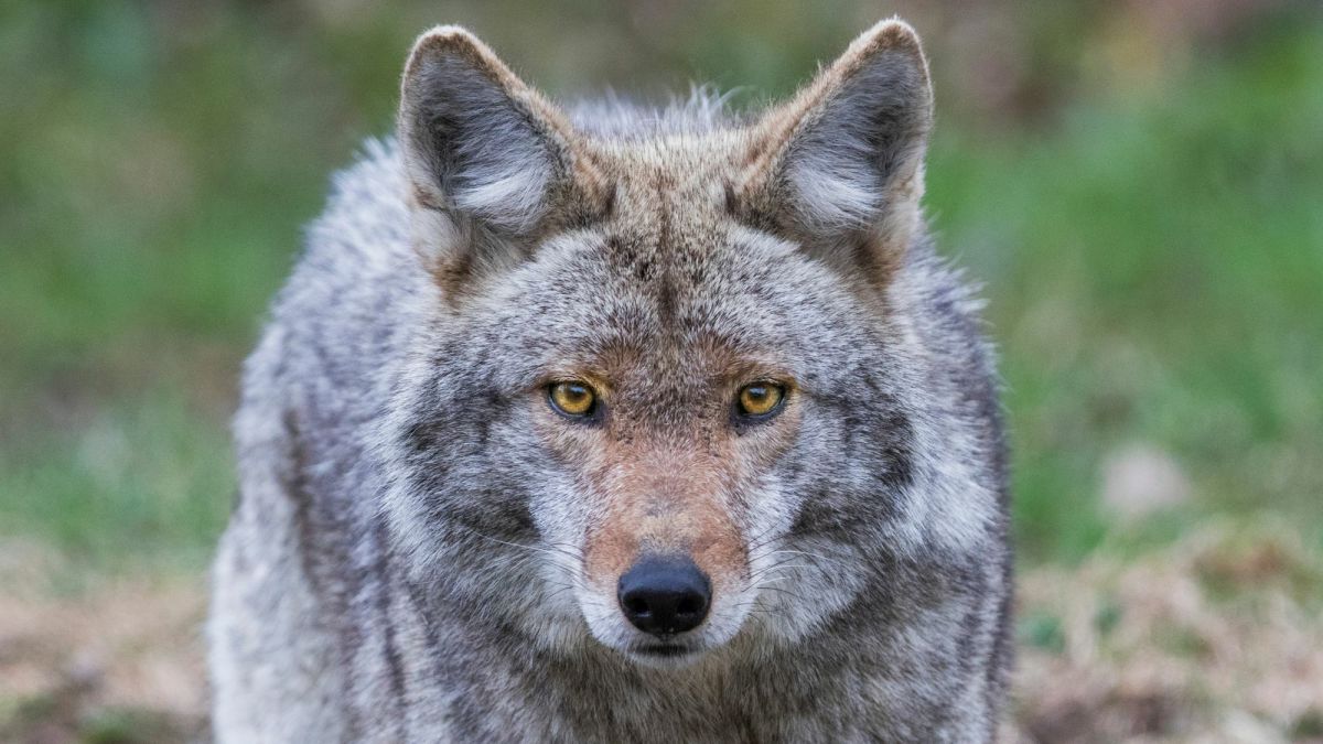 The Trickster Figure in Folklore and Mythology - Owlcation