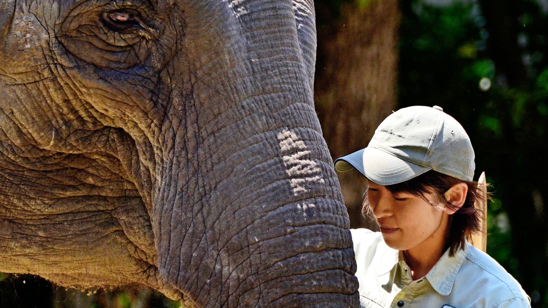 What Is the Job of a Zookeeper? - Owlcation