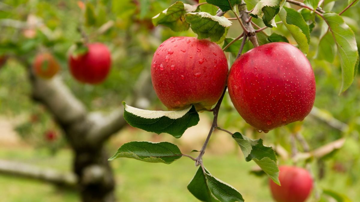 "After Apple Picking" by Robert Frost: Meter, Rhyme, and Rhythm ...