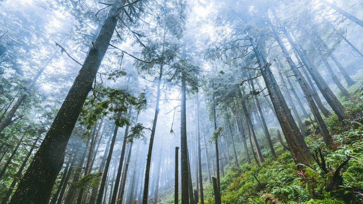 State of Nature: Hobbes vs. Locke - Owlcation