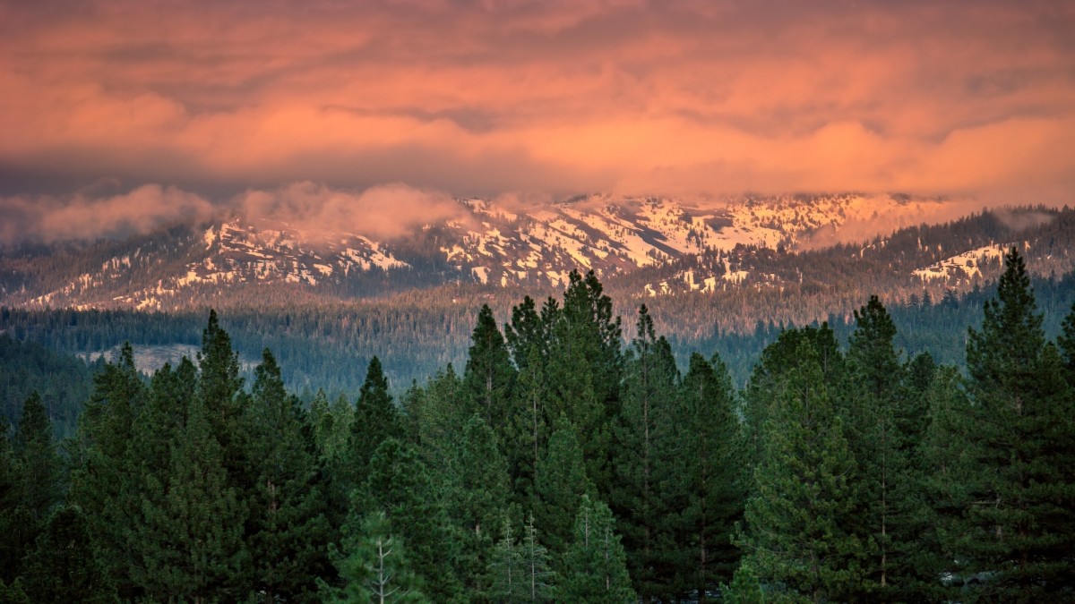 Pine Trees: Meanings and Culture of the Great Evergreen - Owlcation