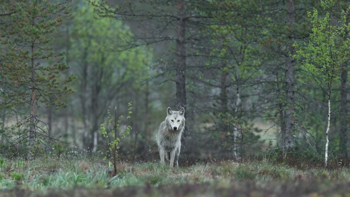 Wolves 101: Habitat, Diet, Communication, and Conservation - Owlcation