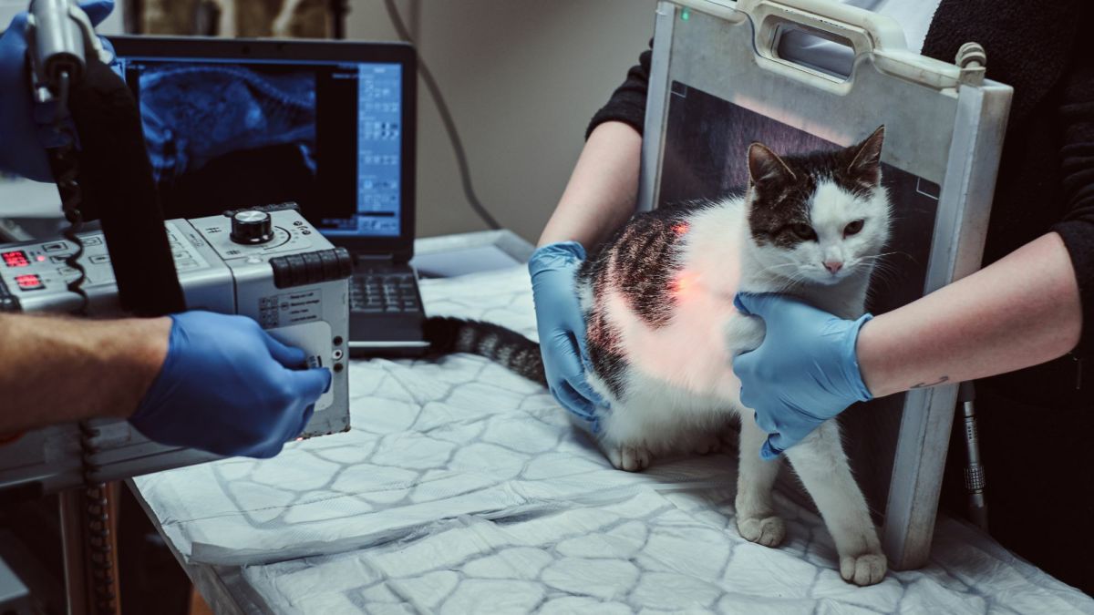 Contrast Agents in Veterinary Radiology - Owlcation