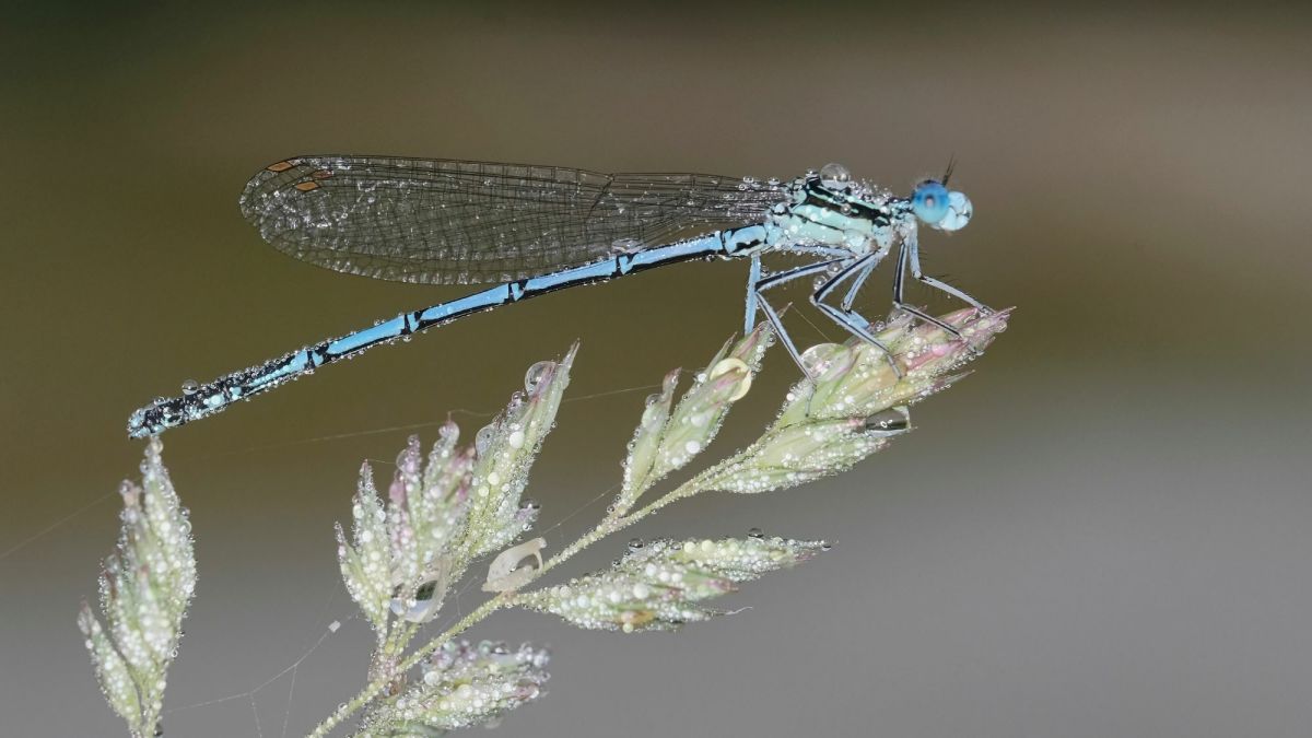The Common Blue Damselfly - Owlcation