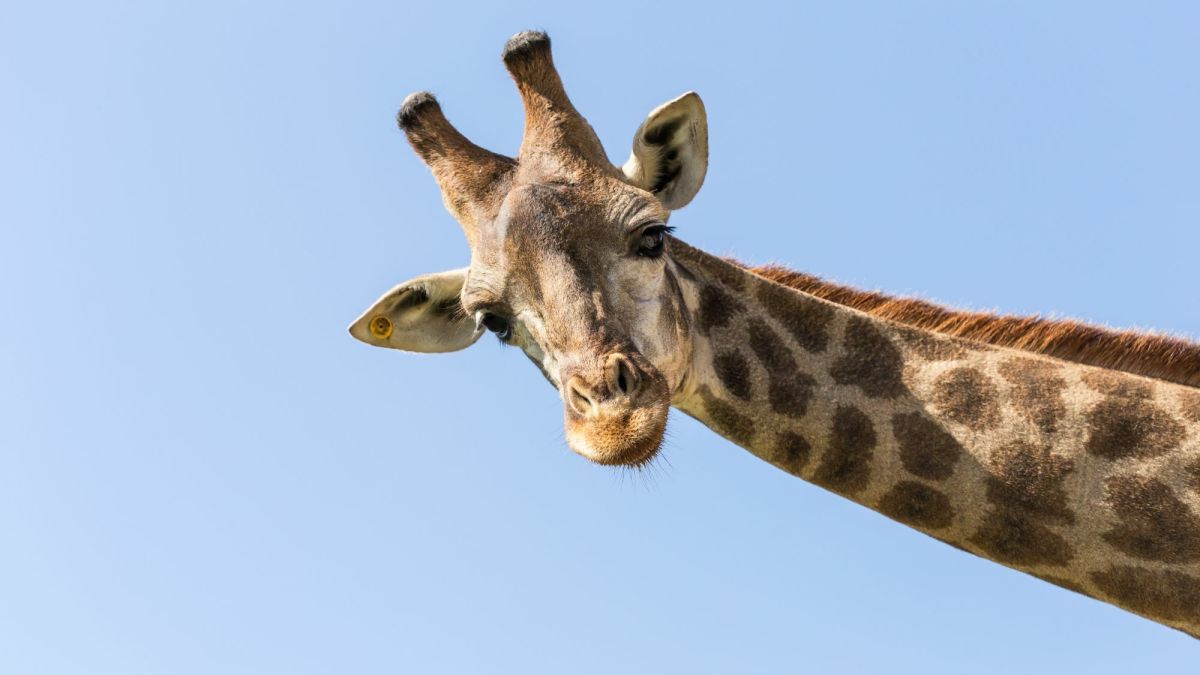 What Sound Does a Giraffe Make? - Owlcation