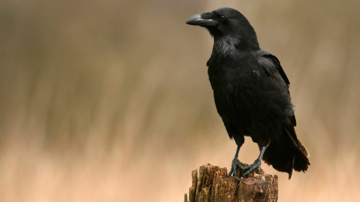 Ravens: Interesting Facts, Photos, Videos, and Mythology - Owlcation
