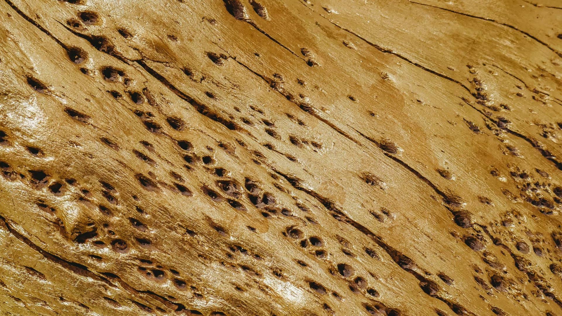 Termites and Naphthalene (Mothballs) - Owlcation