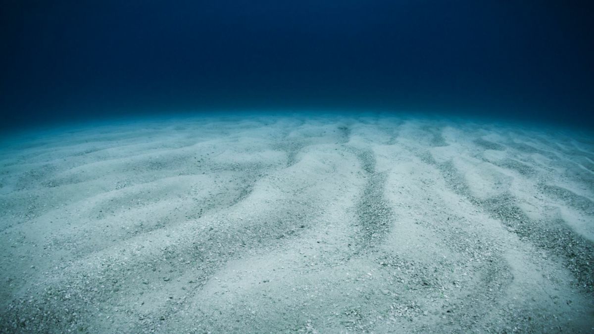 List of Ocean Animals: A Through Z - Owlcation