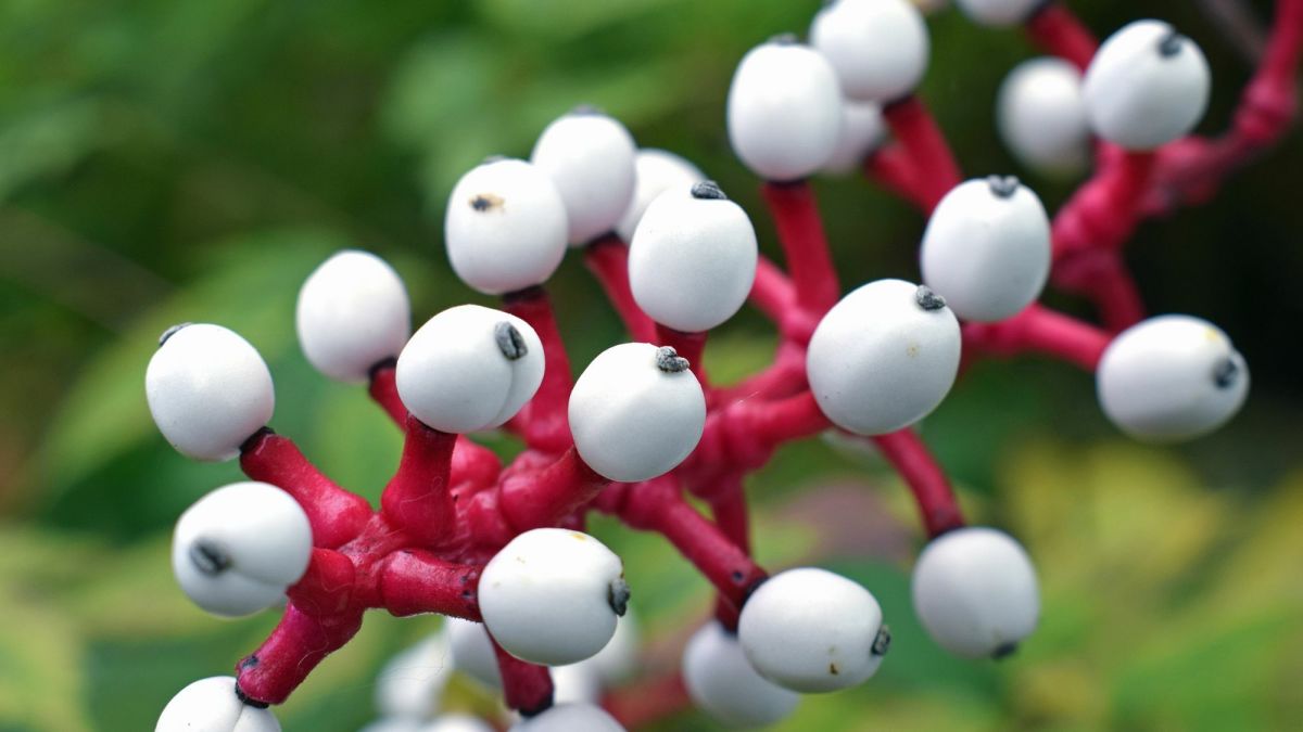 7 Most Poisonous Berries (With Photos and Descriptions) - Owlcation