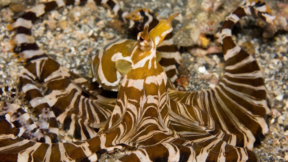 Wonderpus and Mimic Octopus Facts: Fascinating Mollusks - Owlcation