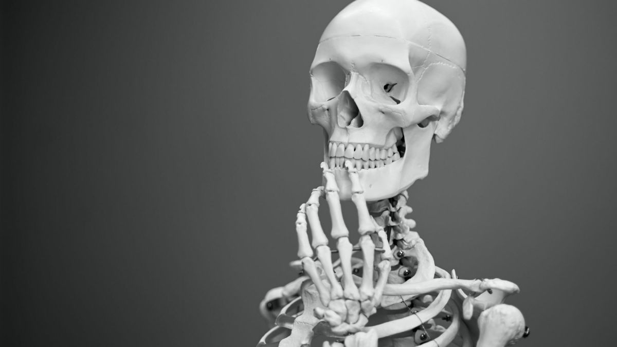 Human Skeleton and Bones: Interesting and Surprising Facts - Owlcation