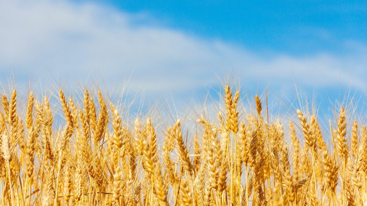 A Comprehensive Guide to Crop Identification - Owlcation