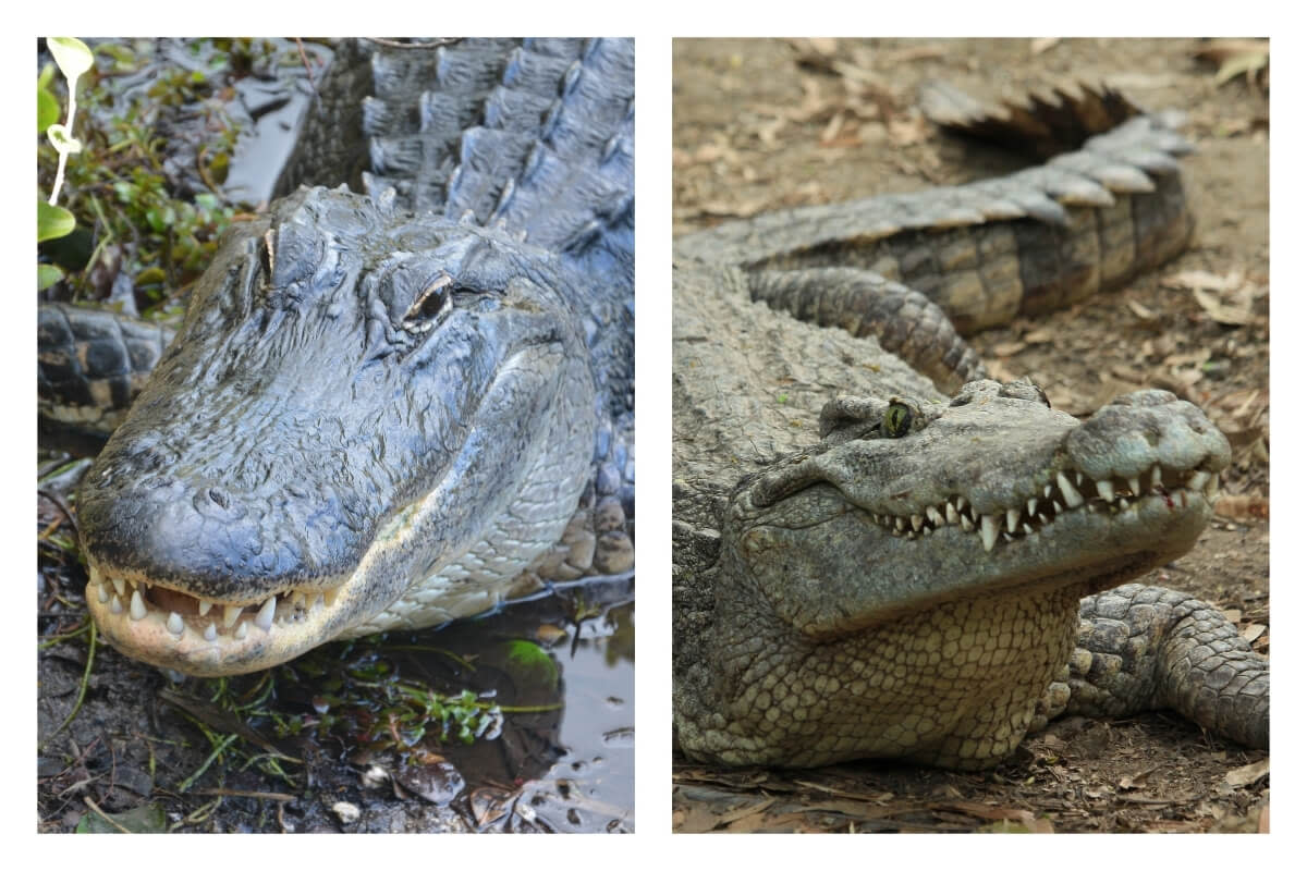 Crocodile Vs Alligator Size