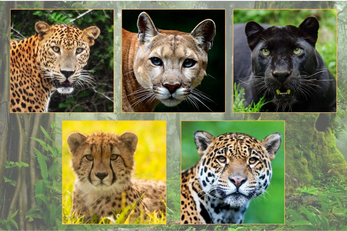 Jaguar Vs Leopardo Vs Guepardo Vs Pantera Amazon.com: Impresión De