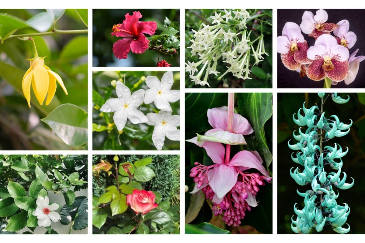 20 Most Beautiful Flowers of the Philippines - Owlcation