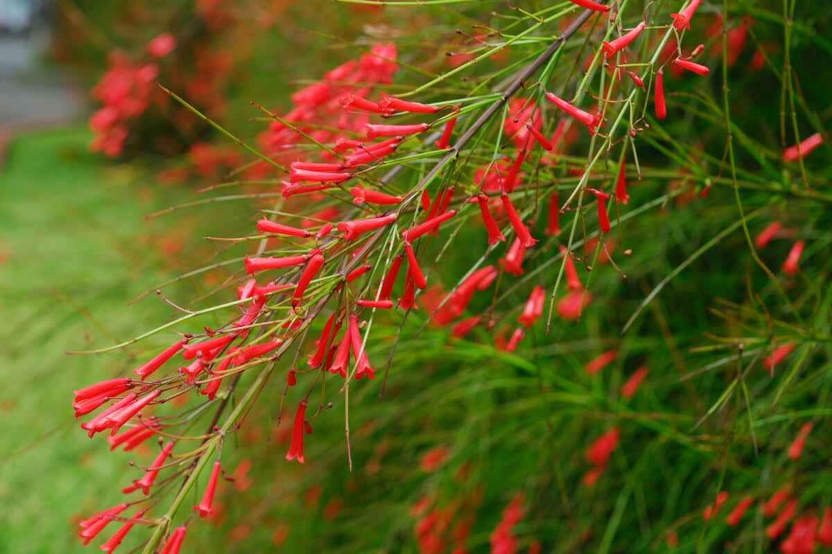 20 Most Beautiful Flowers of the Philippines - Owlcation