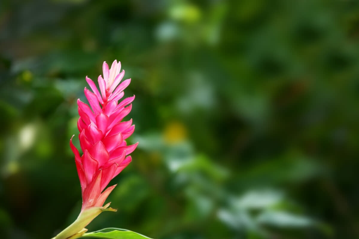 20 Most Beautiful Flowers of the Philippines - Owlcation