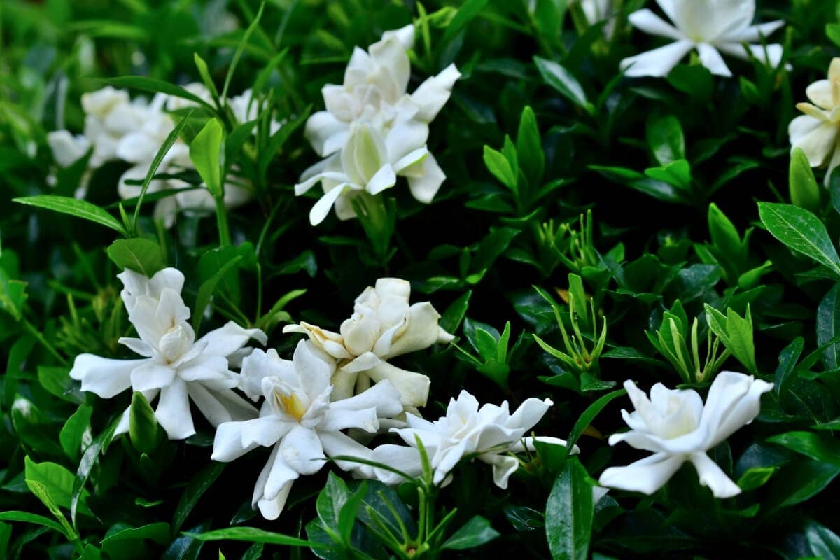 20 Most Beautiful Flowers of the Philippines - Owlcation