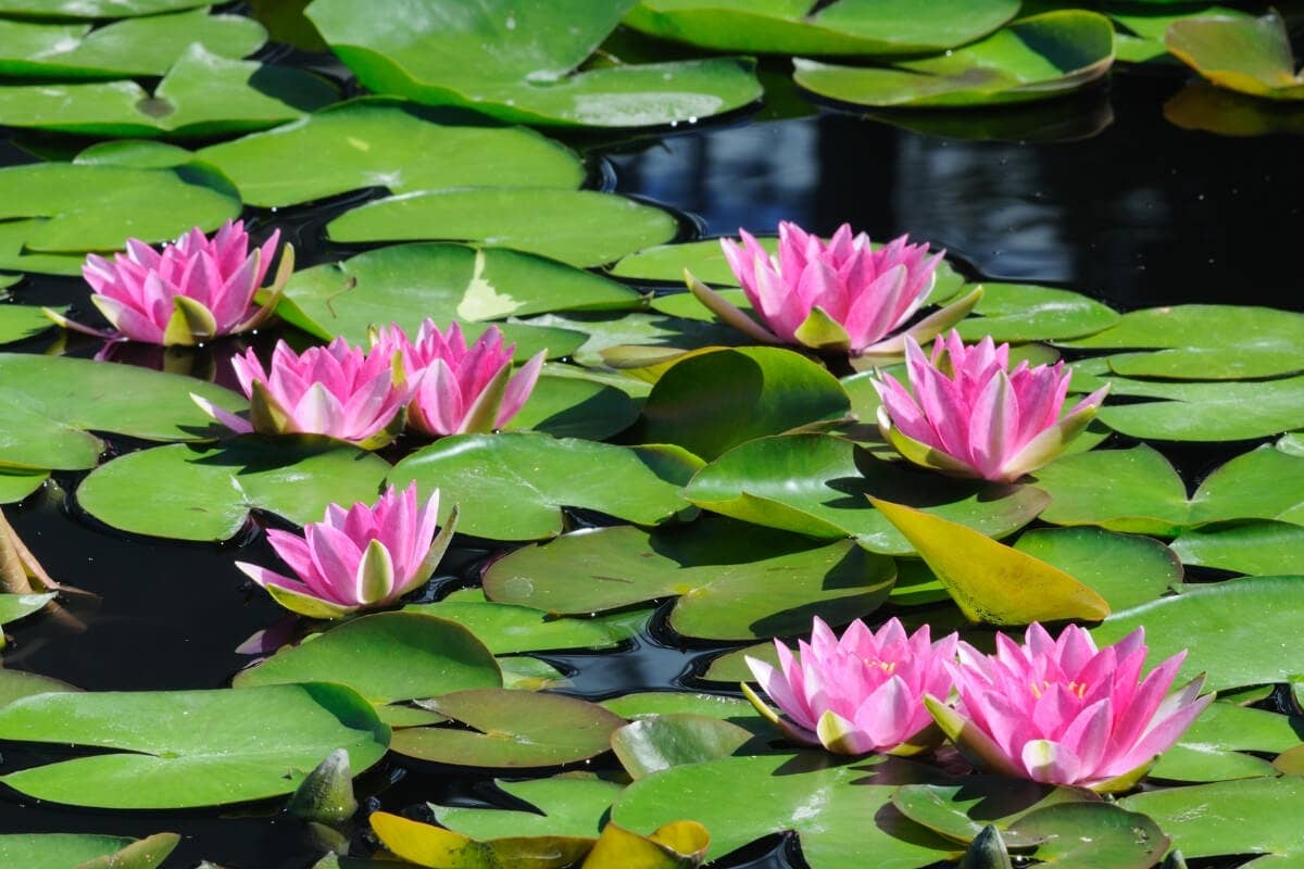 20 Most Beautiful Flowers of the Philippines - Owlcation
