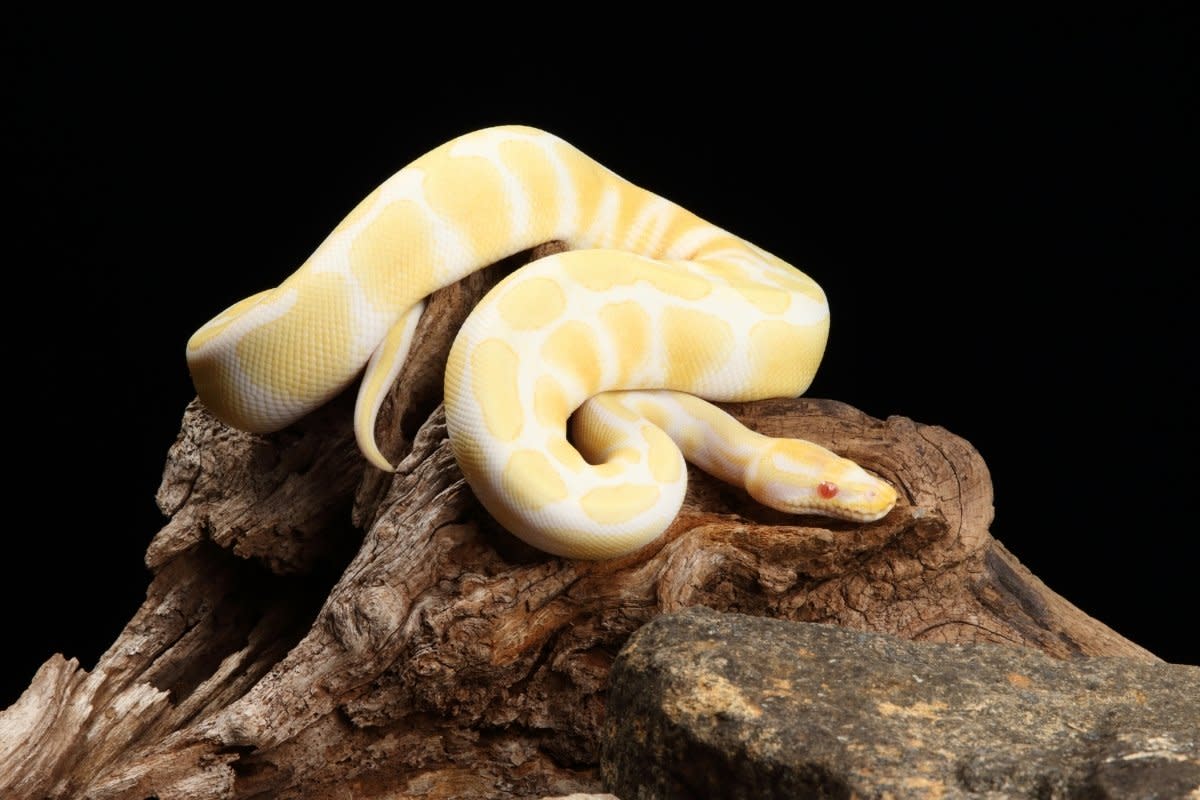 13 Most Beautiful Snakes in the World - Owlcation