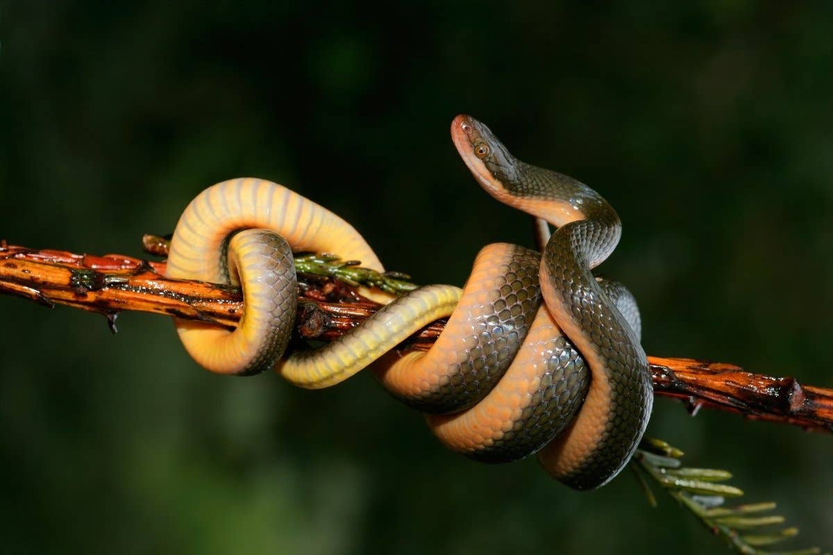 13 Most Beautiful Snakes in the World - Owlcation