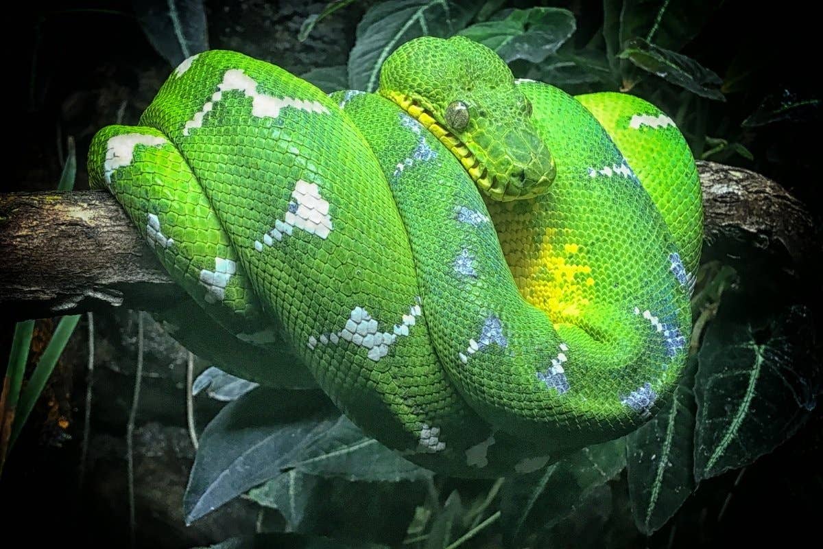13 Most Beautiful Snakes in the World - Owlcation