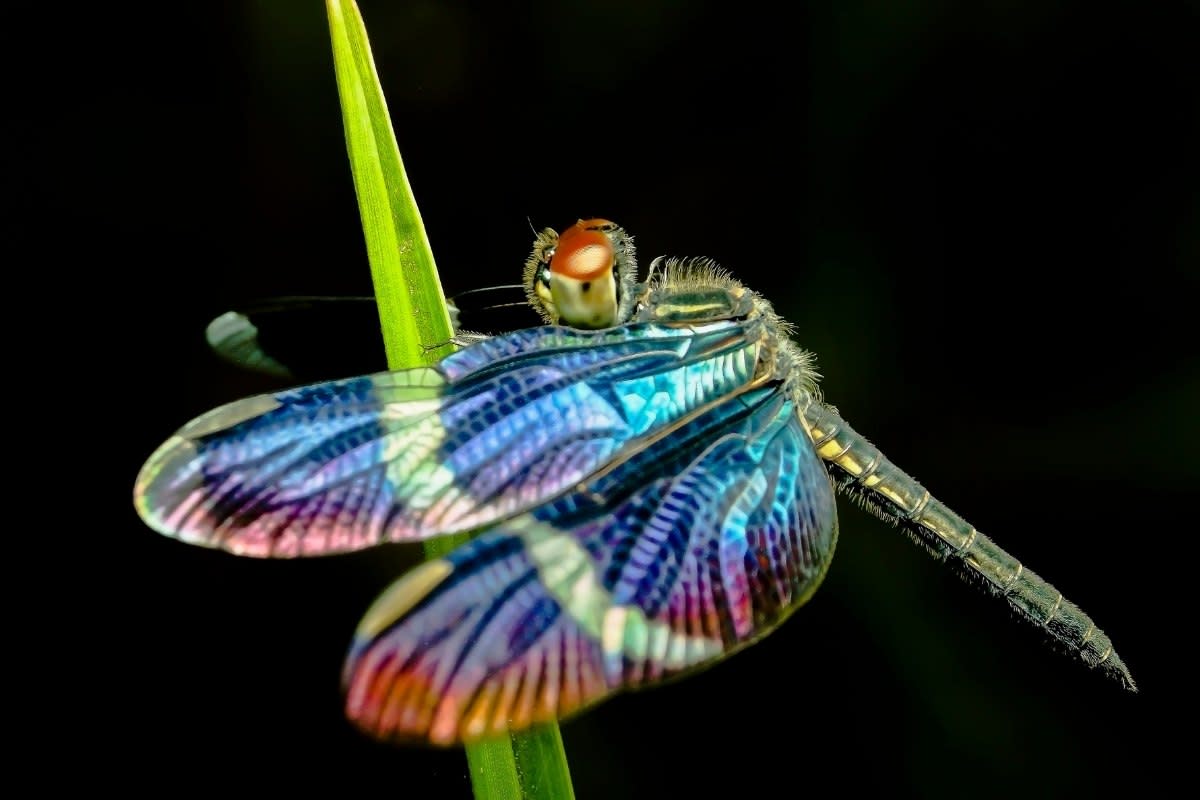 11 Most Beautiful and Amazing Insects - Owlcation
