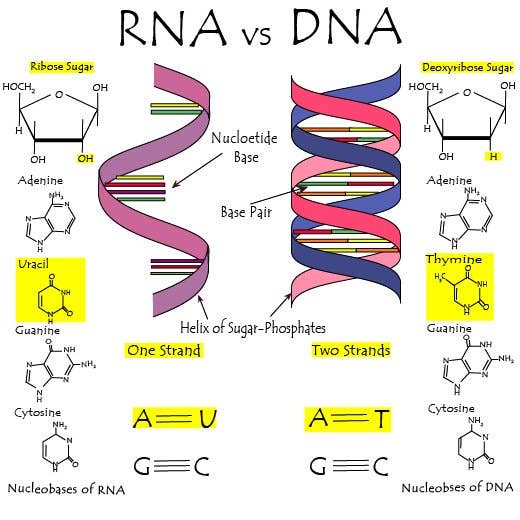 Rna Nucleotide With A Complementary Base To Adenine