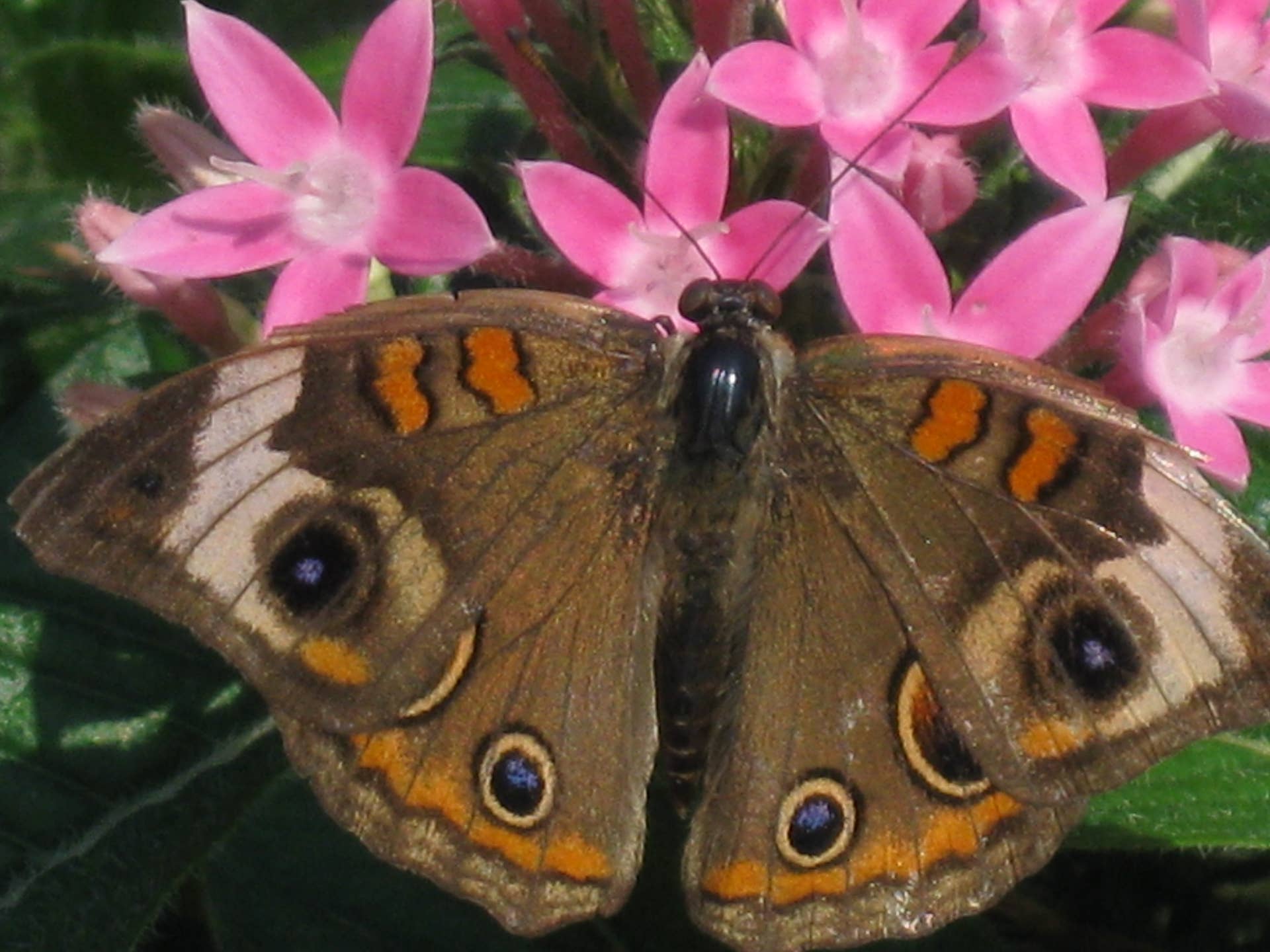 Butterflies: Symbols of Life and Hope - Owlcation