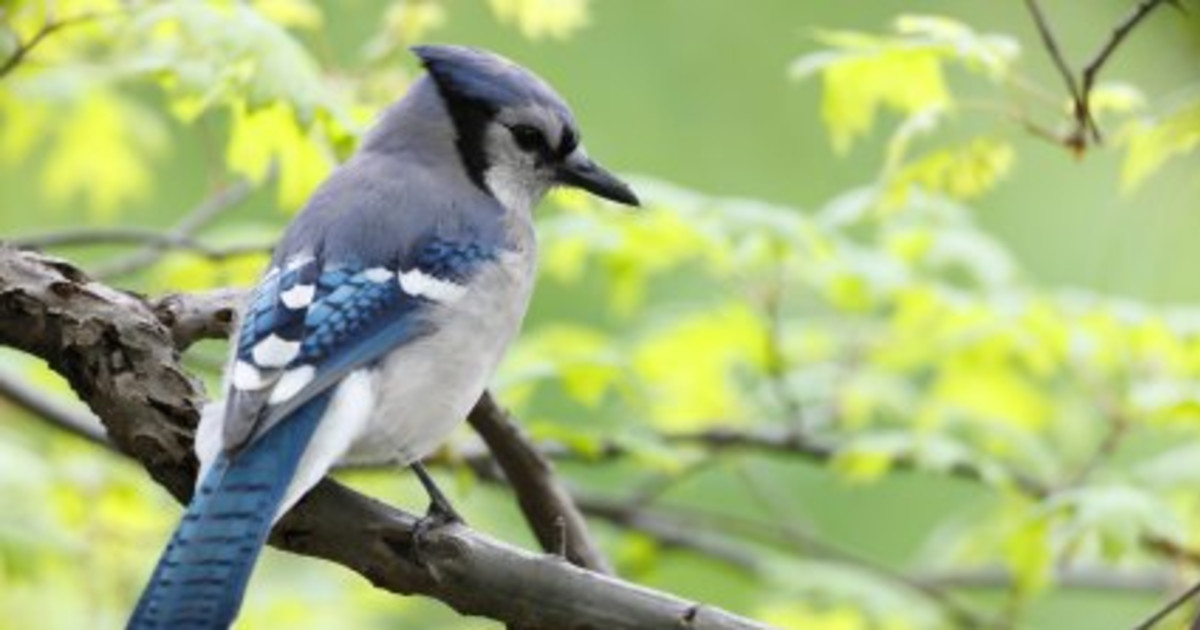 Blue Jays: Clever Mimics of the Bird World - Owlcation