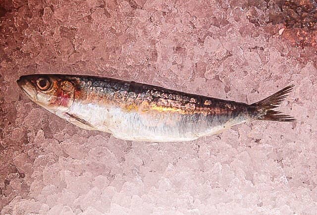 Pacific Sardines and Herring: The Lives of Food Fish in the Wild ...
