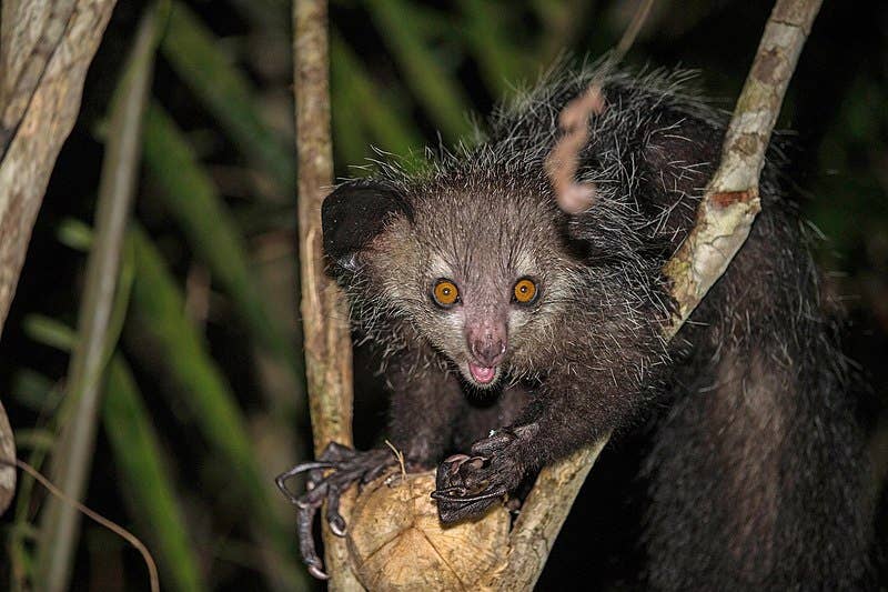 12 of the Strangest-Looking Animals in the World - Owlcation