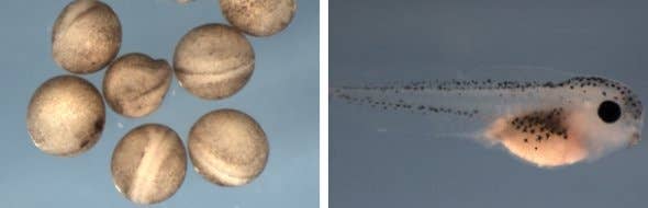 Tadpoles: Larvae of Frogs and Toads - Owlcation