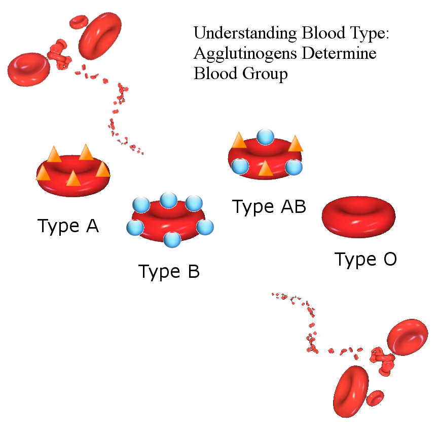 Blood Types: History, Genetics, and Percentages Around the World ...