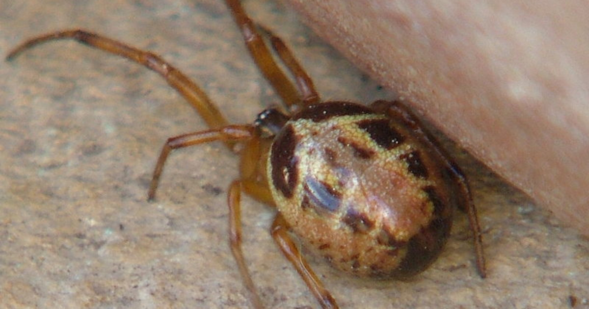 Invasive Species in the UK: Spiders, Scorpions, and Slugs - Owlcation