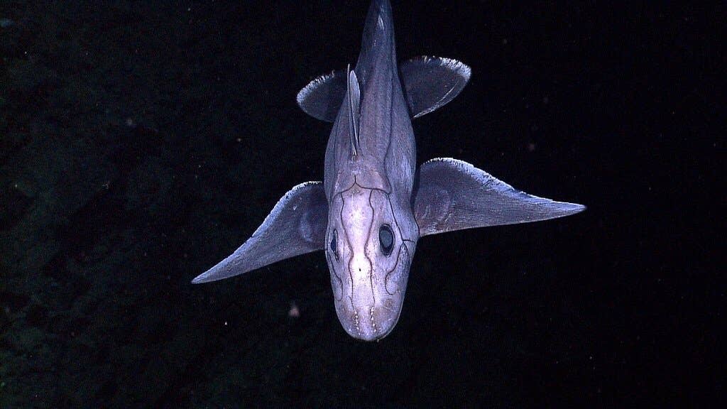 Chimaera Facts: Strange Fish With a Cartilaginous Skeleton - Owlcation
