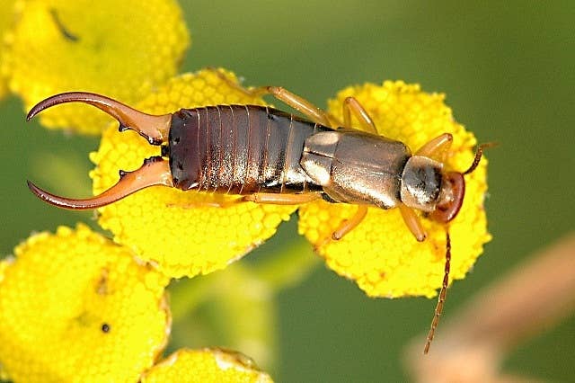 Earwig Facts, Interesting Myths, and Natural Pest Control - Owlcation