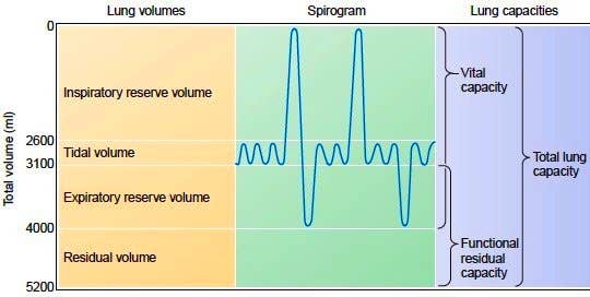 Lung Volumes and Capacities - Owlcation