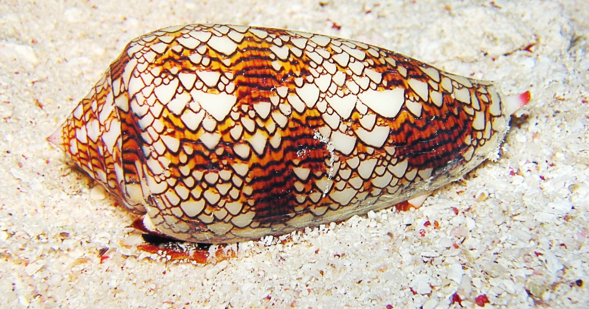 Cone Snail Venom Facts and Potential Medical Benefits - Owlcation