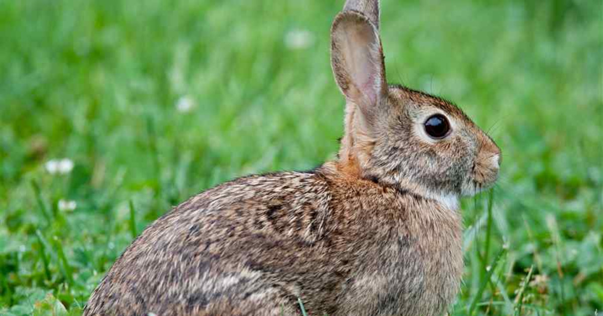 How the Rabbit Digestive System Works - Owlcation