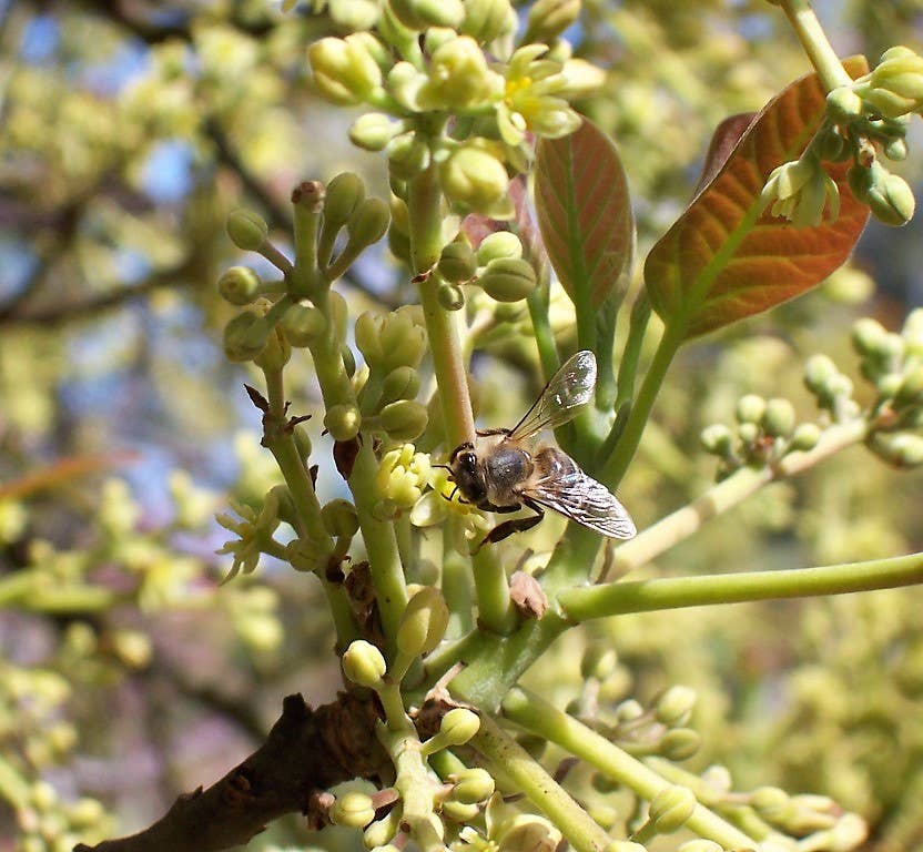 Avocado Trees and Fruits: Botanical and Historical Facts - Owlcation