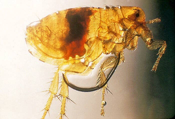 "Yersinia" Bacteria: Plague, Foodborne Illness, and Other Effects ...