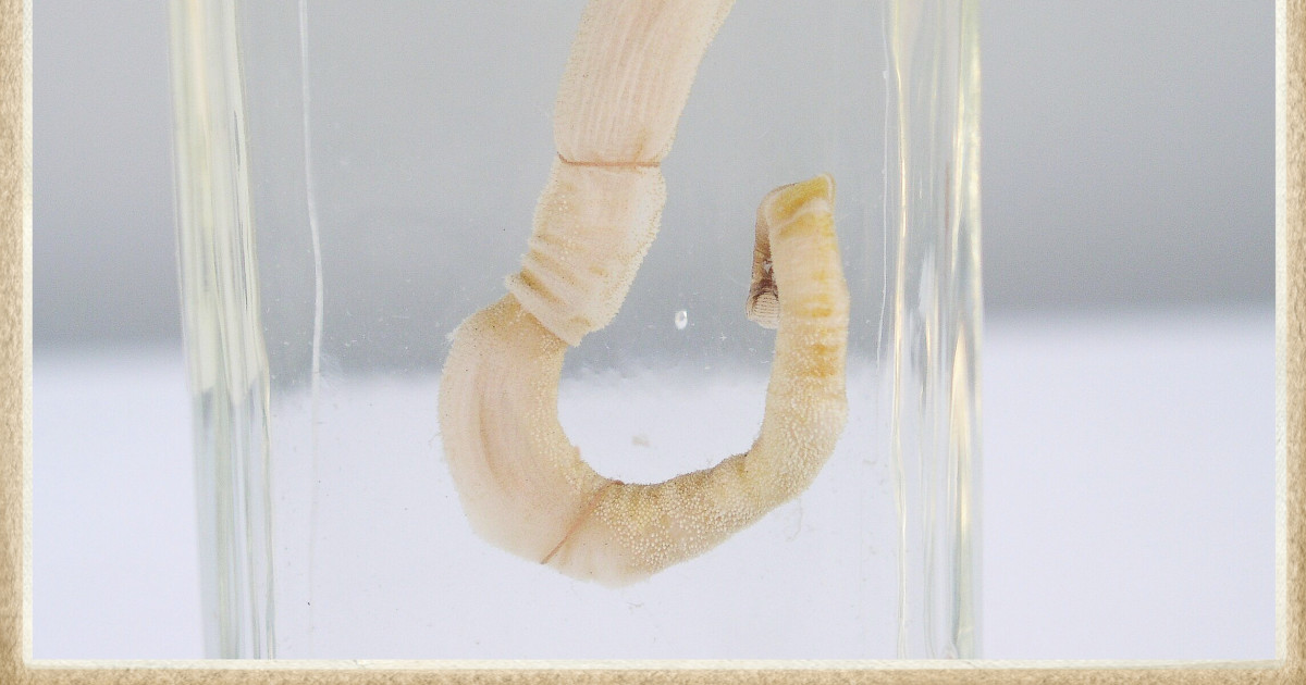 Acorn Worm Facts and the Regeneration of Human Body Parts - Owlcation