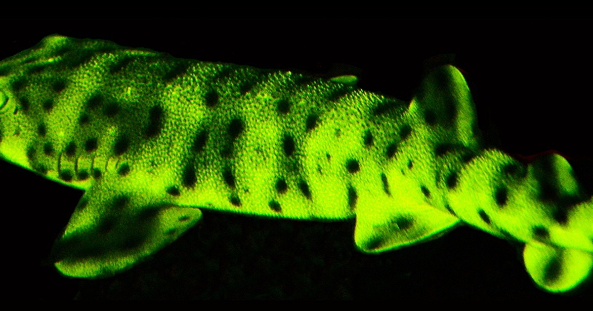 Biofluorescence in Sharks: Light Emission and Functions - Owlcation